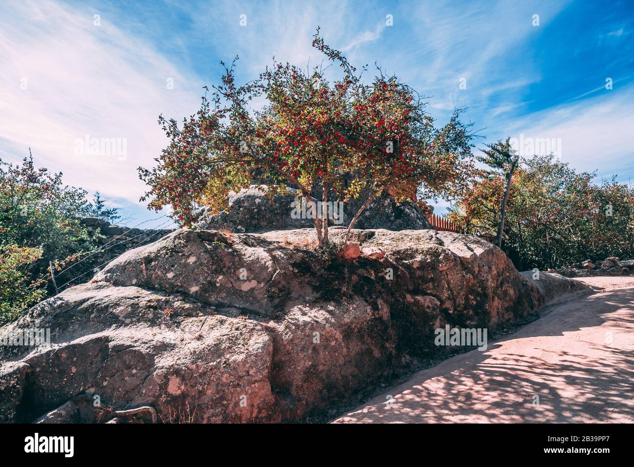 A big bush full of red berries on top of a colorful grand rock Stock ...