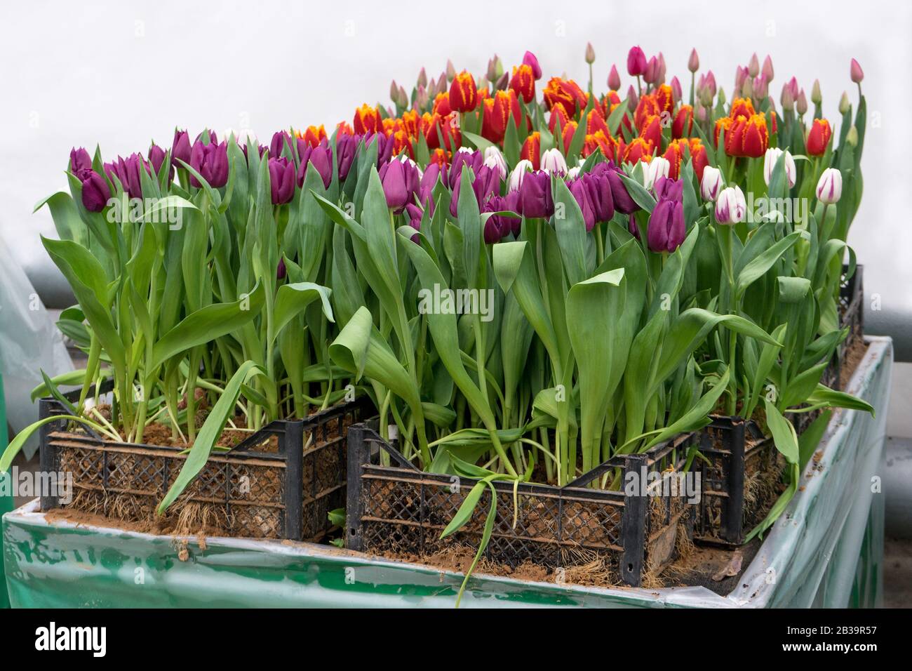 Different varieties of tulips hi-res stock photography and images - Alamy