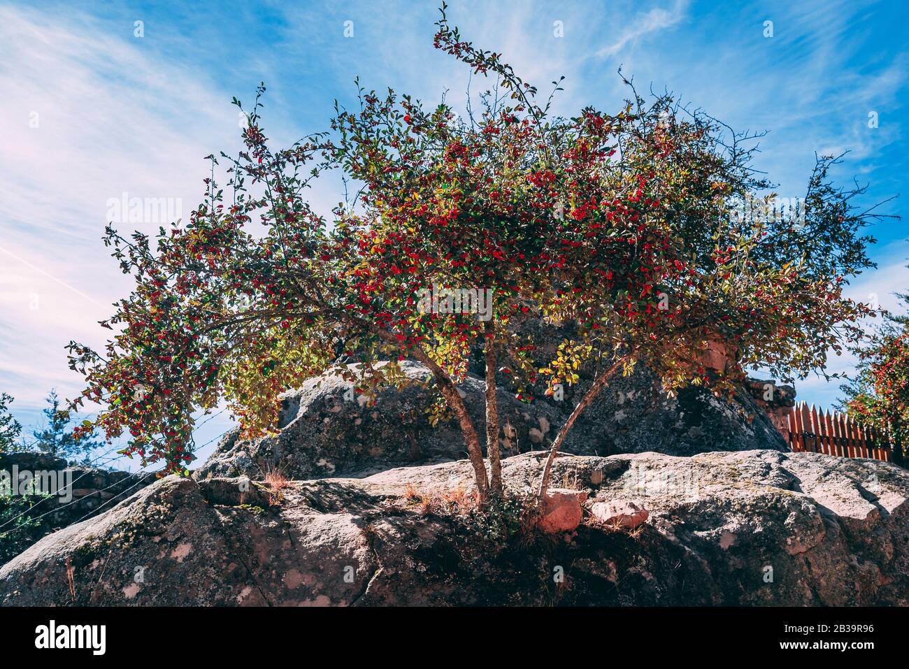 A big bush full of red berries on top of a colorful grand rock Stock ...