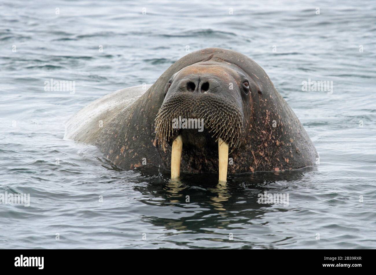 Walrus colony svalbard hi-res stock photography and images - Alamy