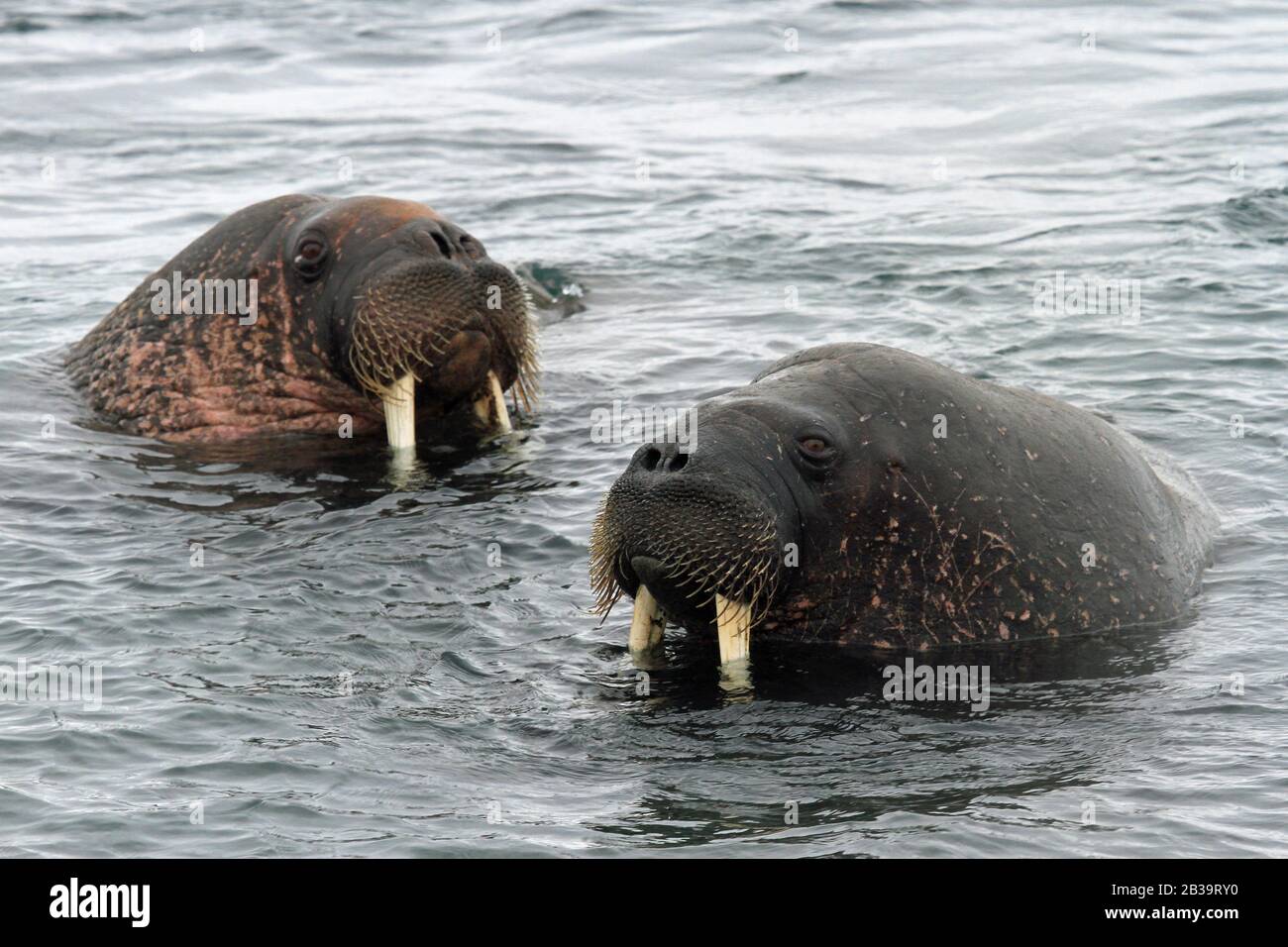 Svalbard walrus colony Stock Photo - Alamy