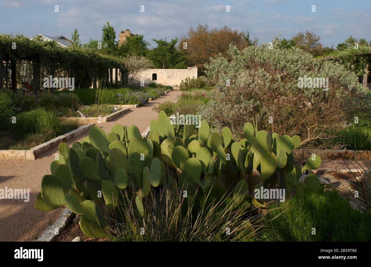 Austin Texas USA, April, 2004: Native plants on display in raised beds ...