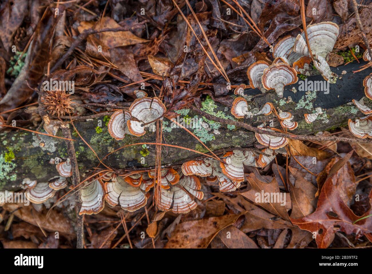 A rotting tree branch with fungi lichen and mosses laying on the ground ...
