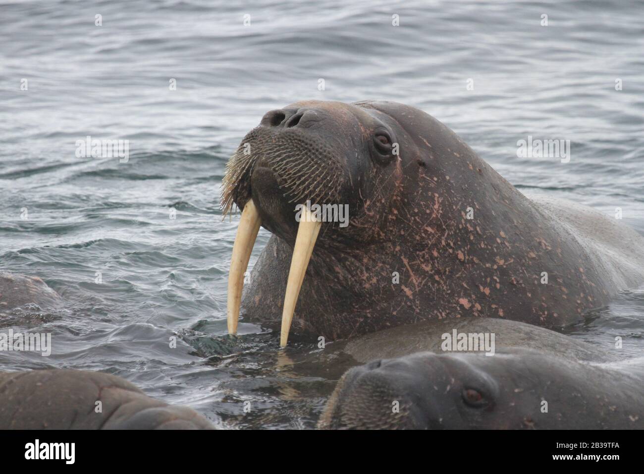 Svalbard walrus colony Stock Photo - Alamy