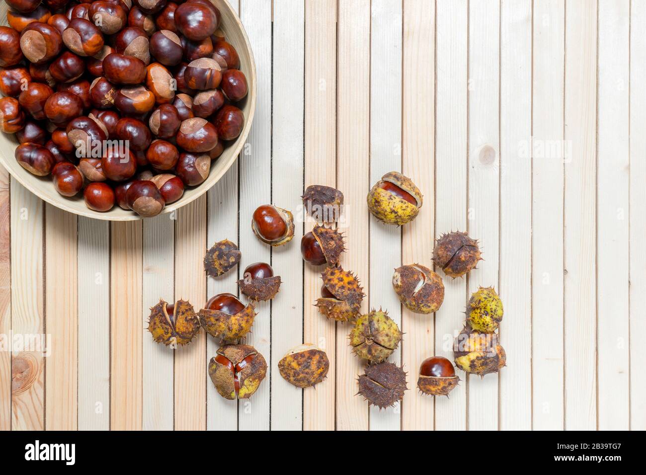 Composition of half-opened chestnuts in prickly shell and peeled nuts ...