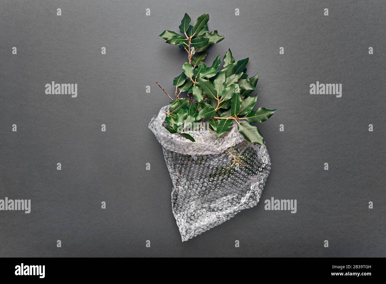 Garden plant wrapped in bubble wrap hi-res stock photography and images ...