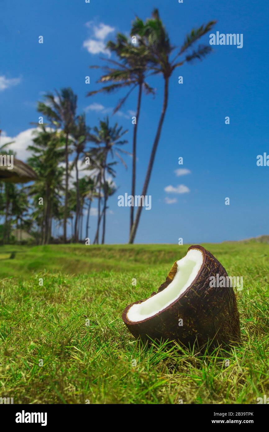 Coco grass hi-res stock photography and images - Alamy