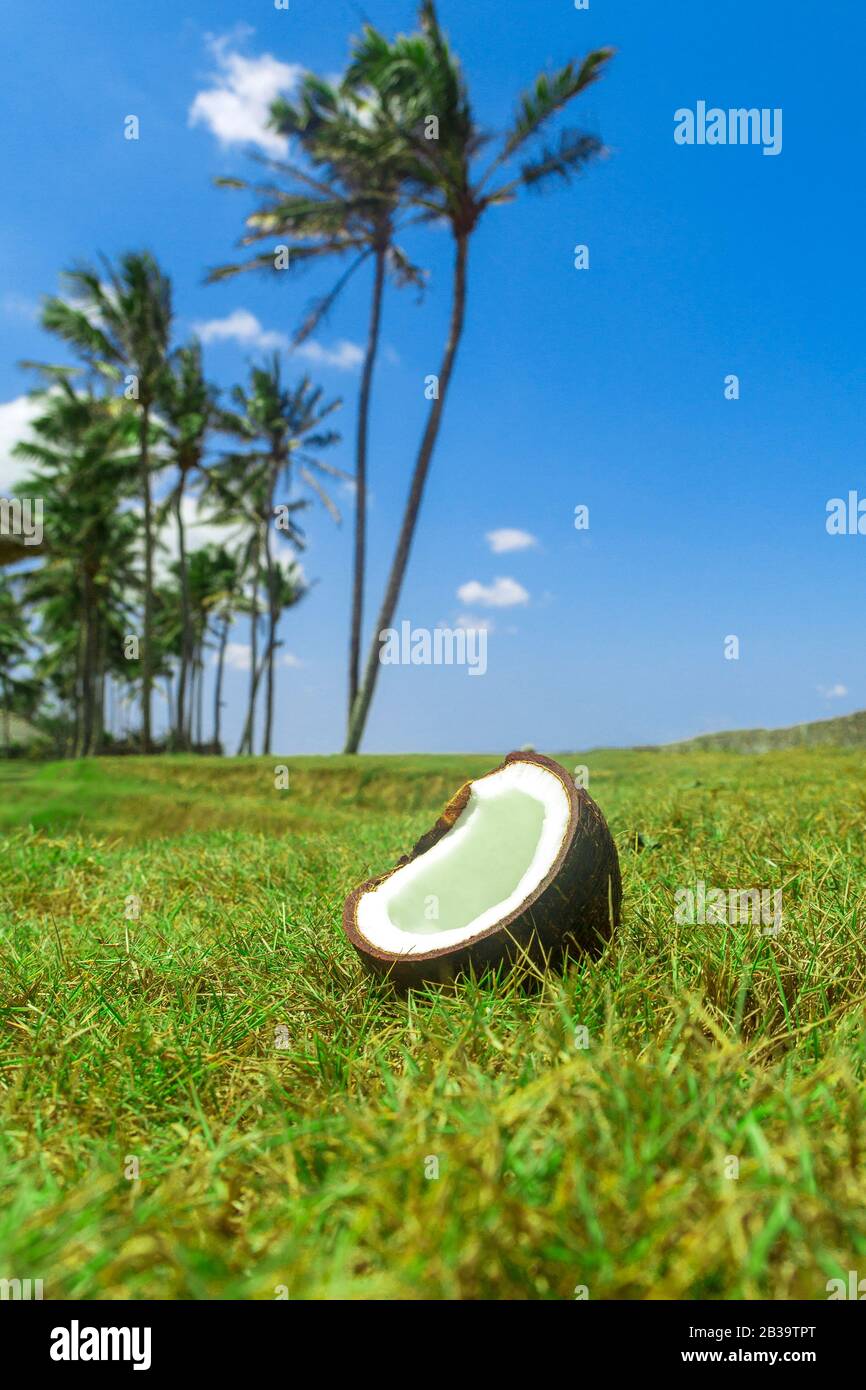 Coco grass hi-res stock photography and images - Alamy