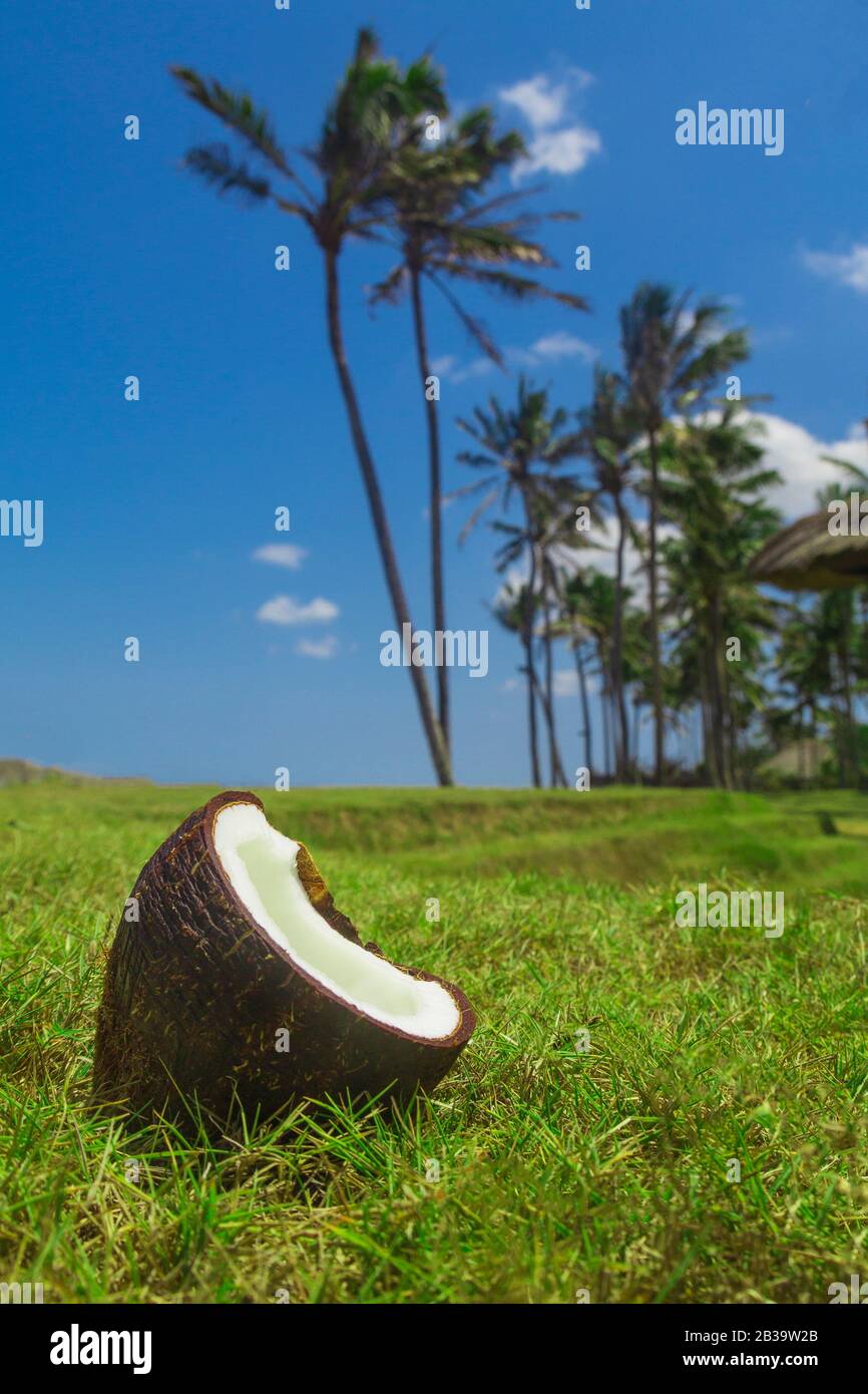 Coco grass hi-res stock photography and images - Alamy