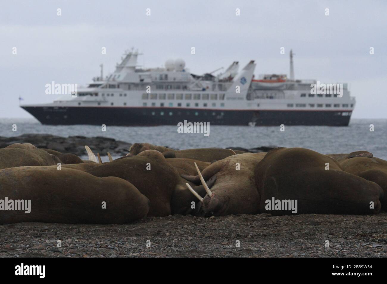 Walrus odobenus rosmarus and ship hi-res stock photography and images ...