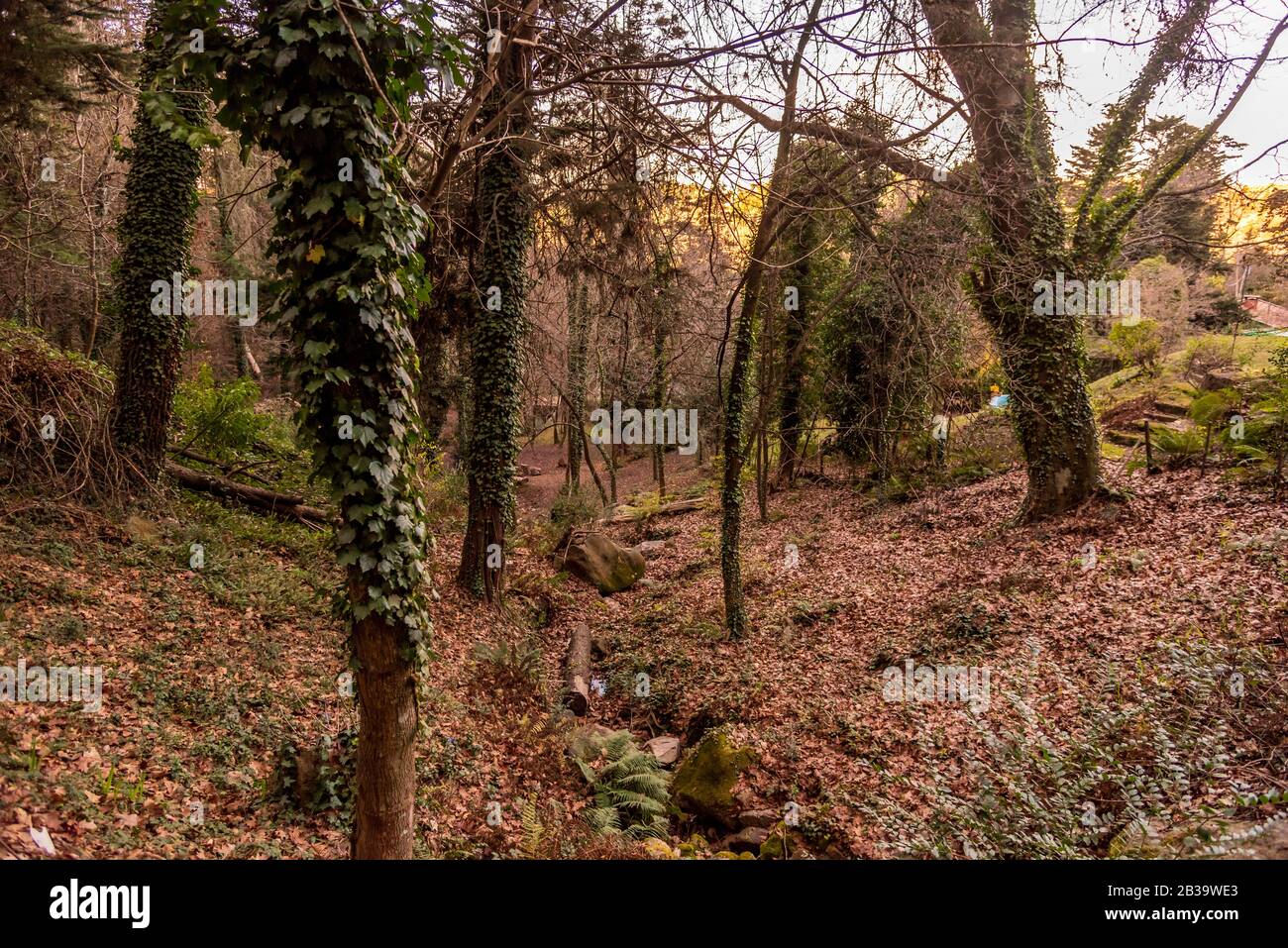 Little forest in a swamp with no water full of autumnal leaves Stock ...
