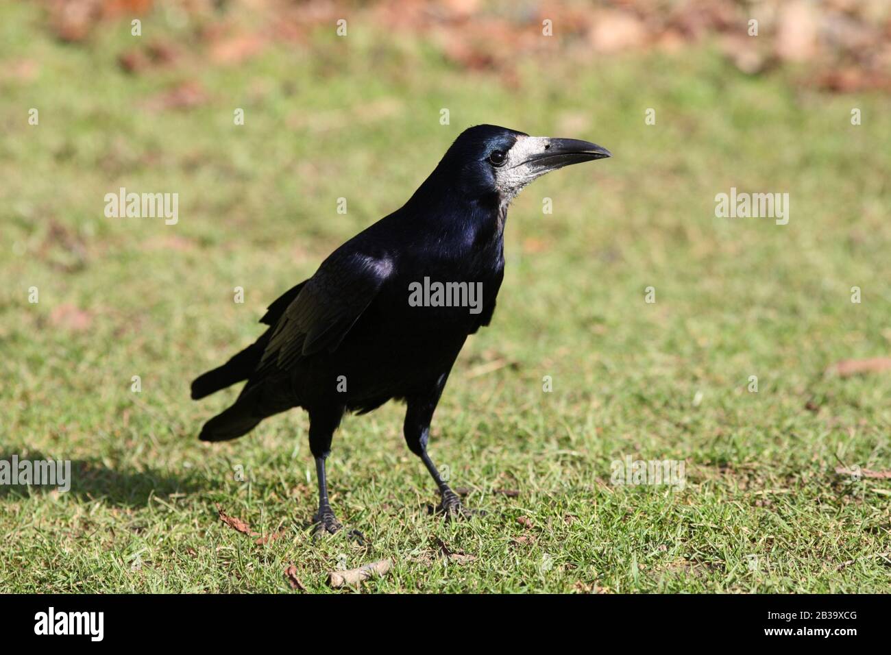Rook bird detail hi-res stock photography and images - Alamy