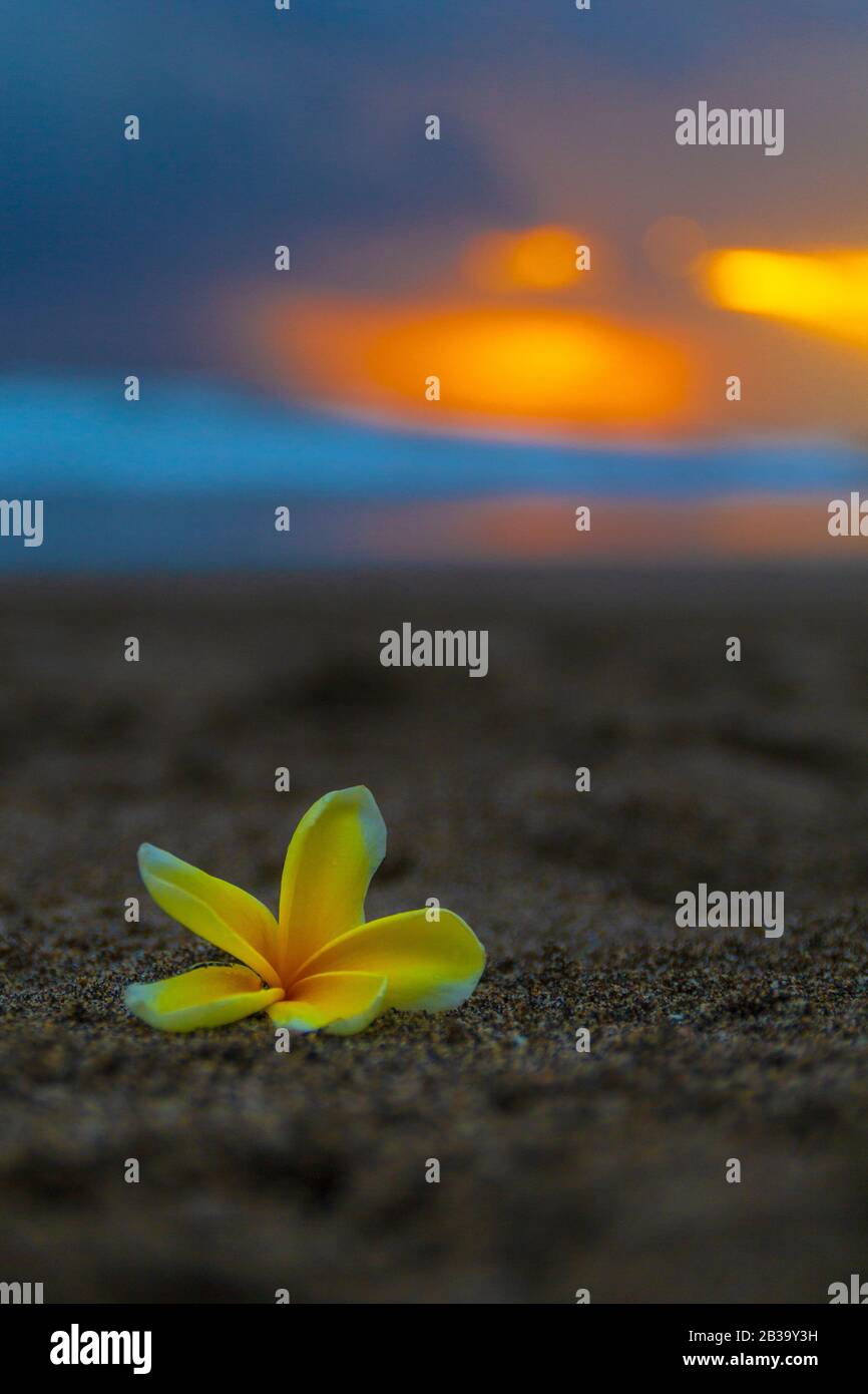 Tropical flower Plumeria alba White Frangipani on the sandy beach at ...