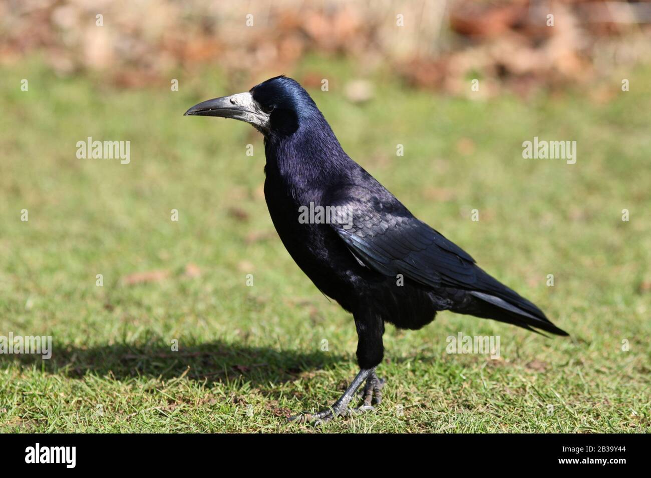 Biodiversity of british birds hi-res stock photography and images - Alamy