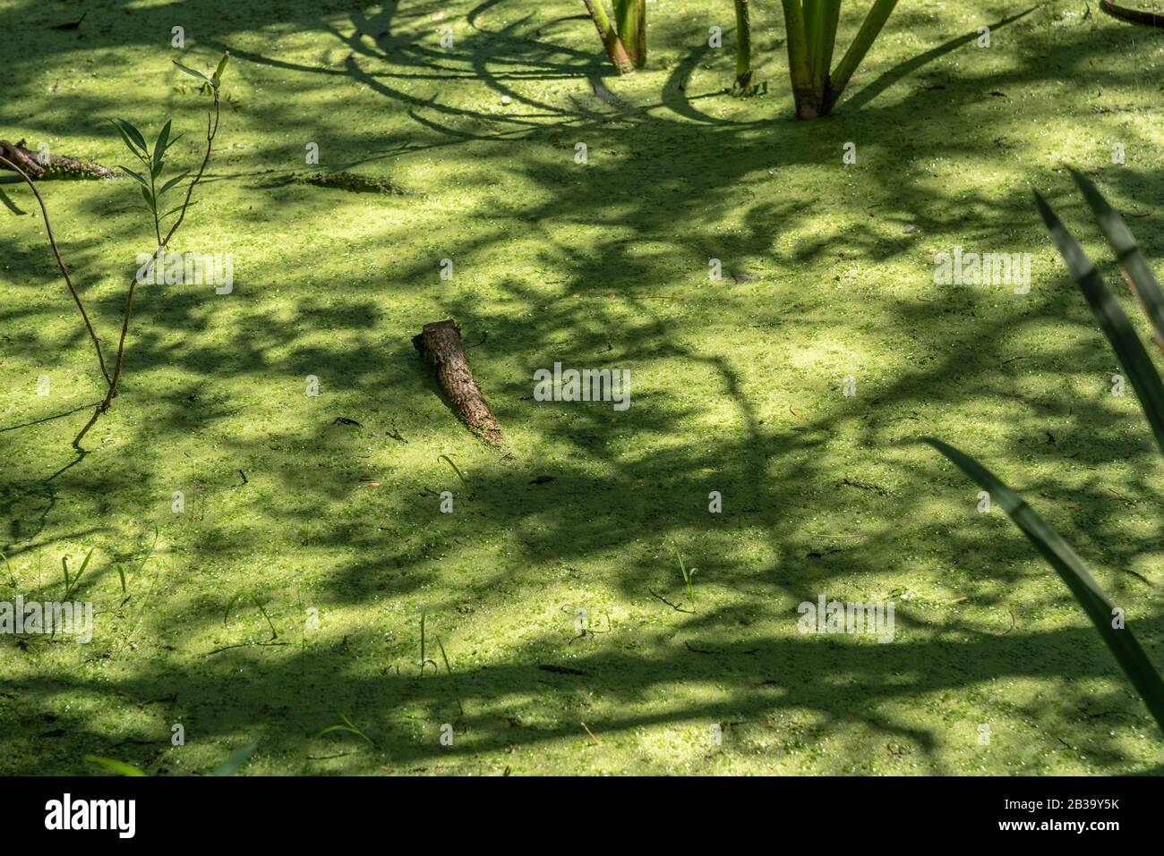 Duckweed growing on a swamp with some branches and shadows on top of it ...