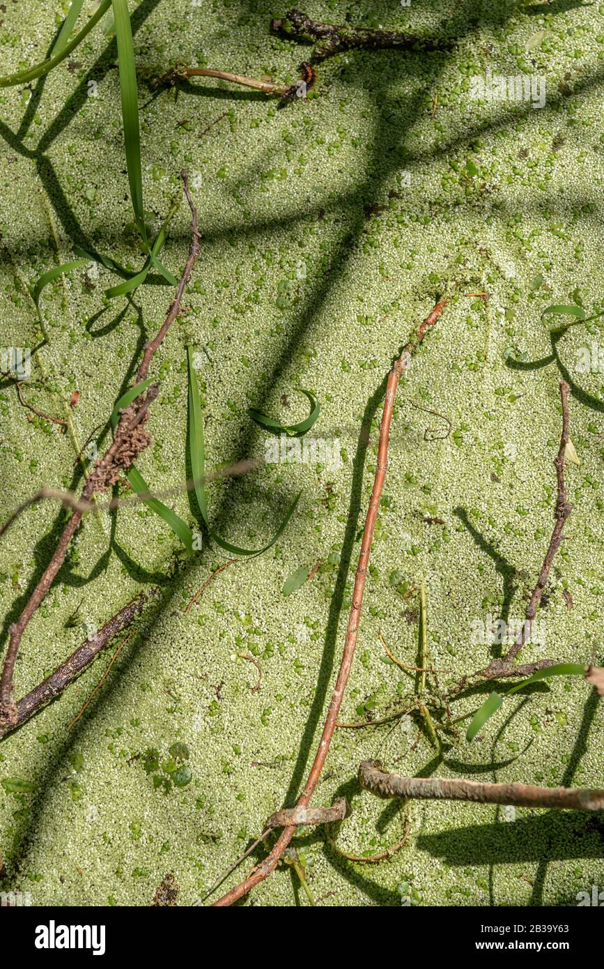 Duckweed growing on a swamp with some branches and shadows on top of it ...