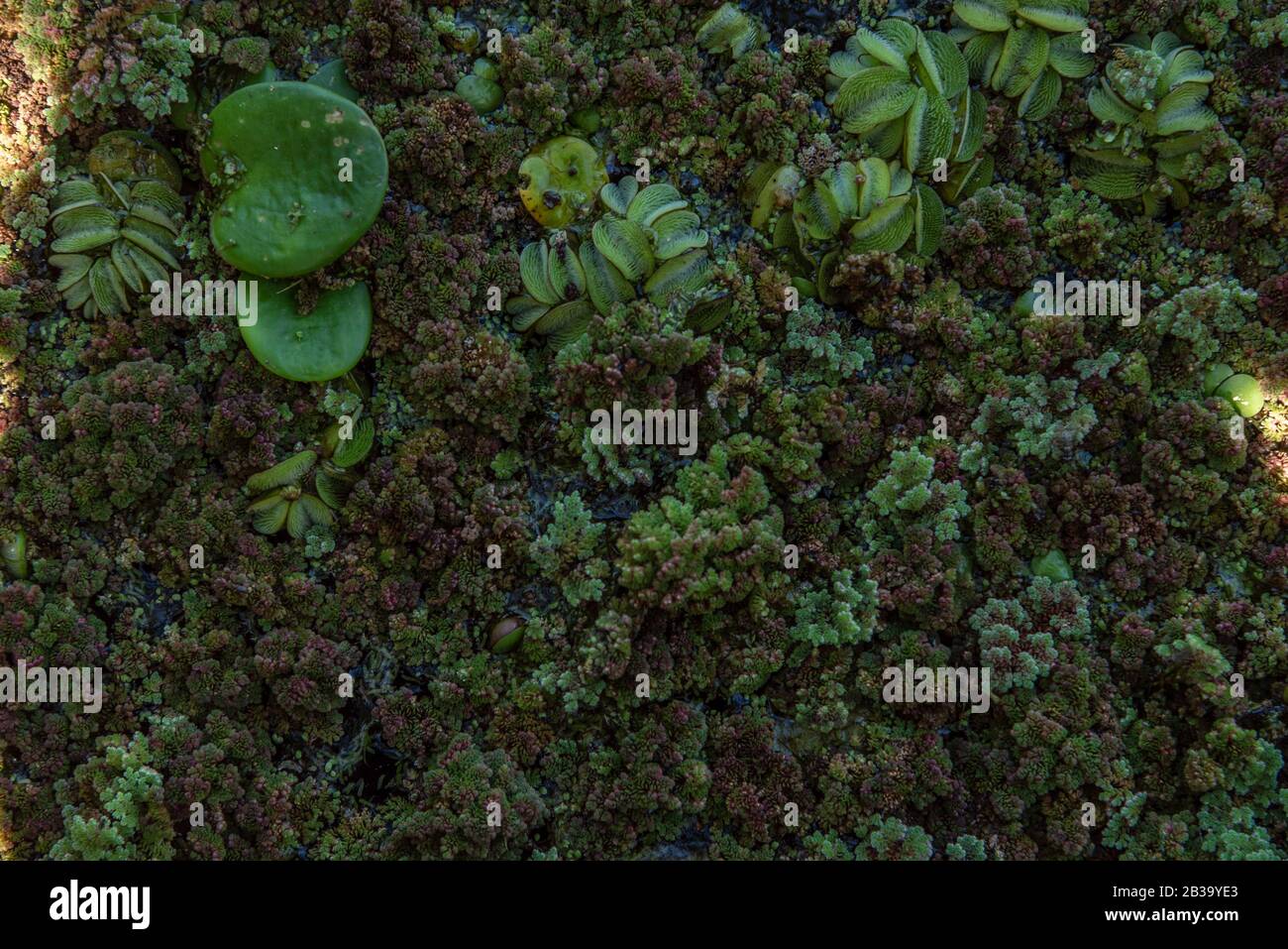 Duckweed growing on a swamp. Texture Stock Photo - Alamy