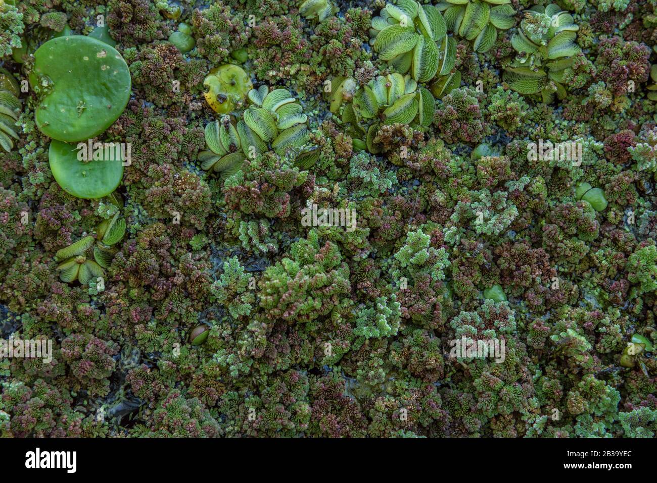 Swamp texture hi-res stock photography and images - Alamy