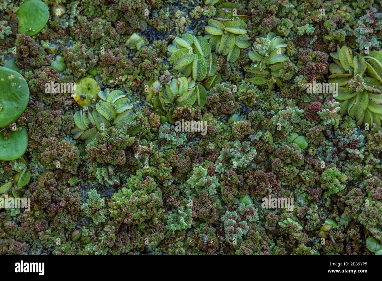 Duckweed growing on a swamp. Texture Stock Photo - Alamy
