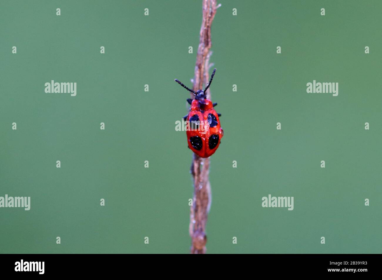 False Ladybird. A tiny, fungus eating beetle, covered in morning dew ...