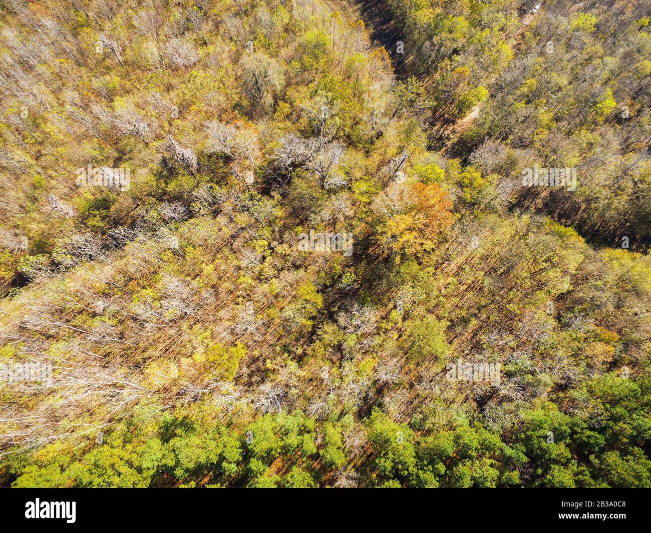 Bird's eye view of trees, trails, and fields Stock Photo - Alamy