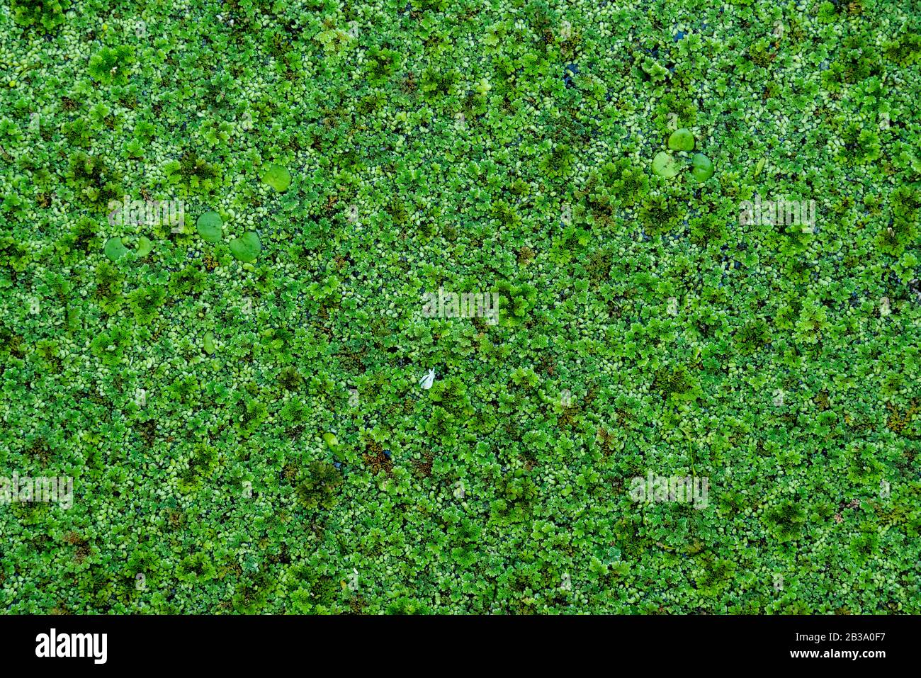 Duckweed growing on a swamp. Texture Stock Photo - Alamy