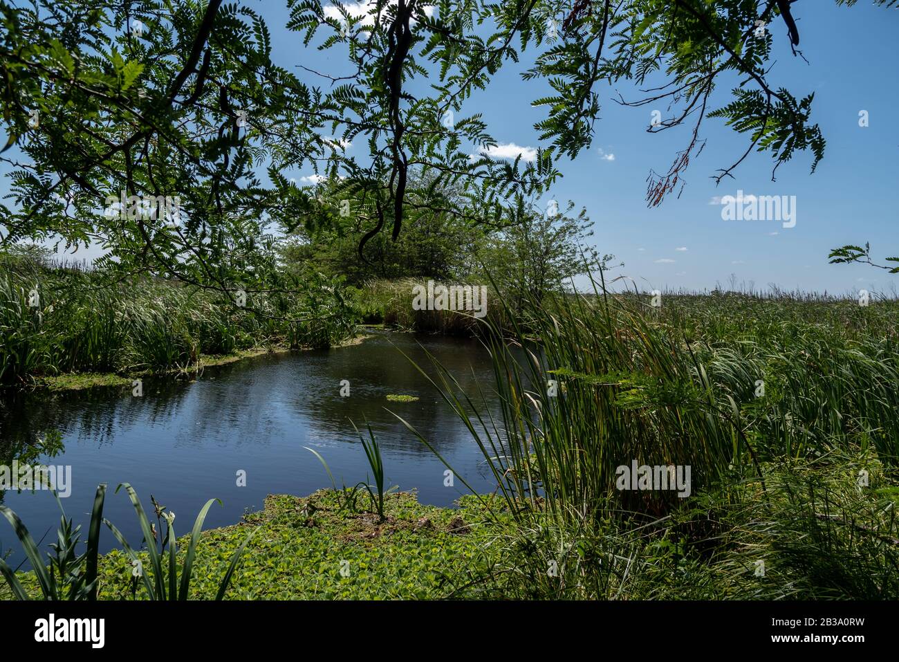 Panoramic view wetland pond on hi-res stock photography and images - Alamy