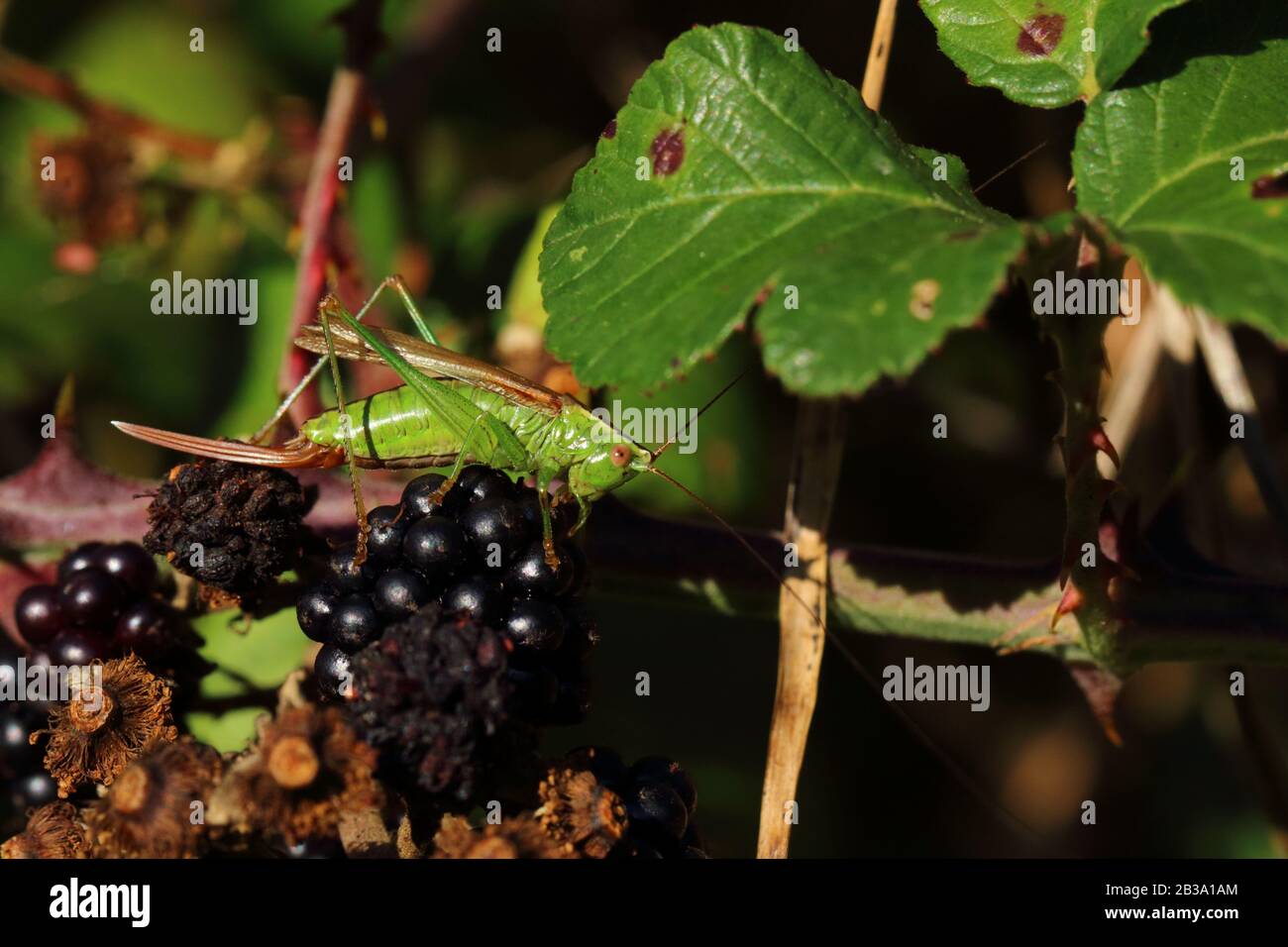 Long winged conehead cricket uk hi-res stock photography and images - Alamy