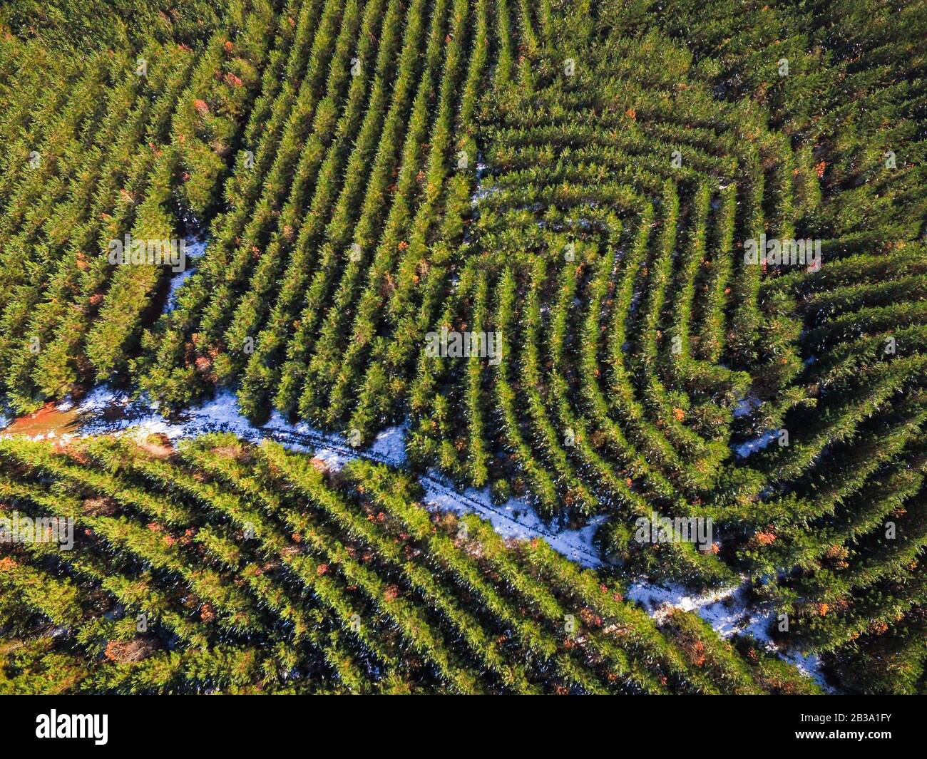 Bird's eye view of trees, trails, and fields Stock Photo - Alamy