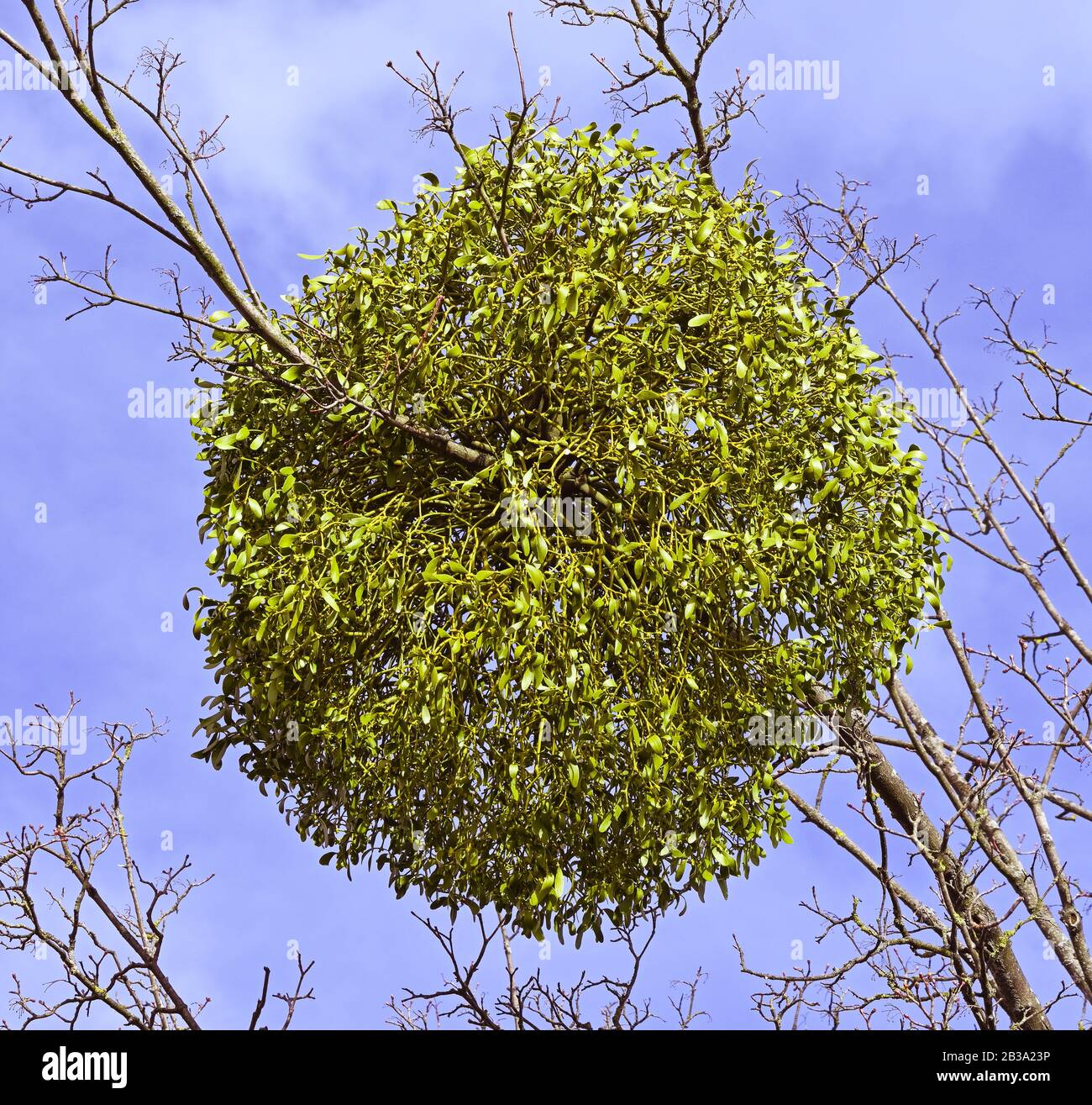 Mistletoe Growing In Tree Parasite High Resolution Stock Photography ...