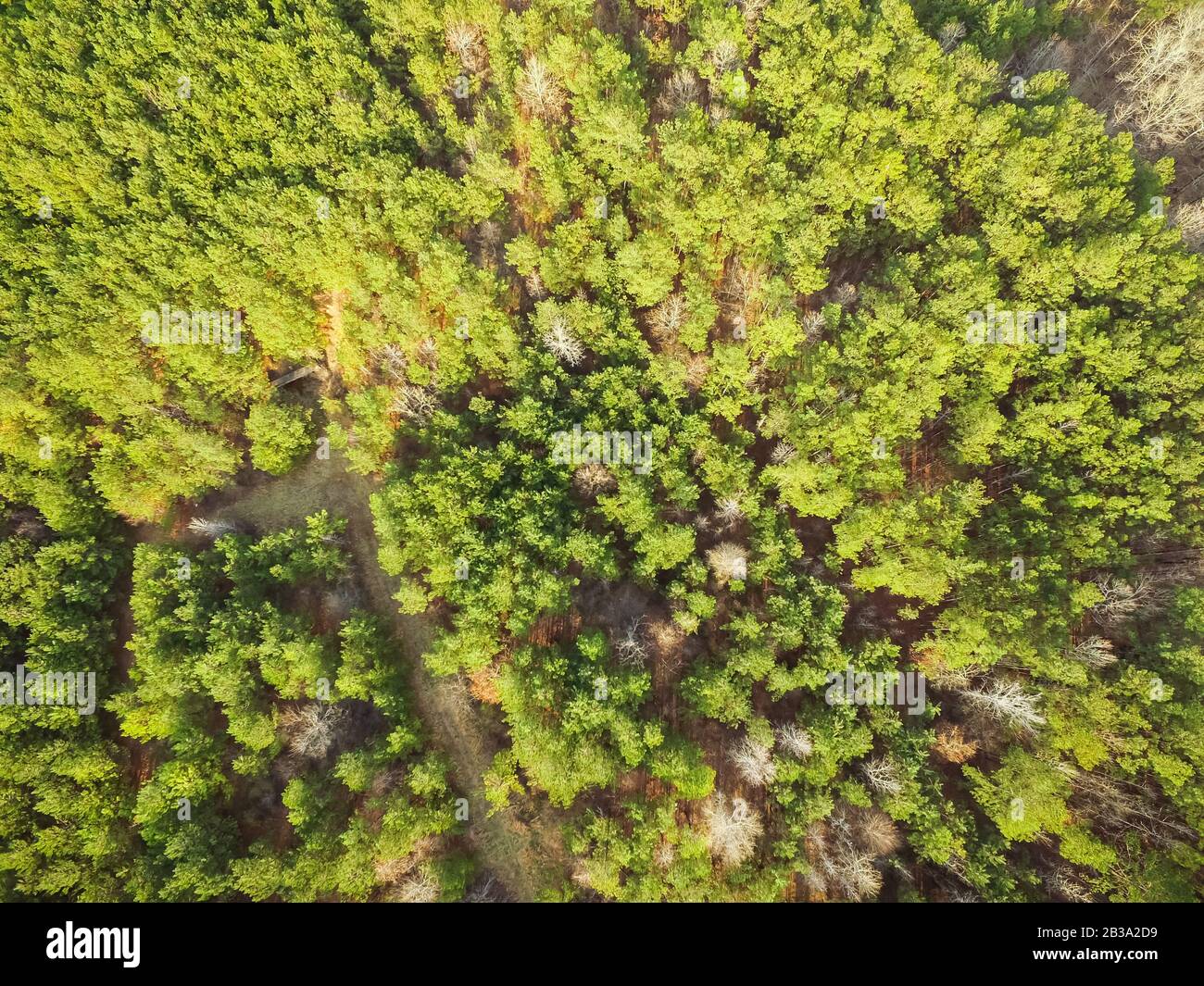 Flying birds aerial view hi-res stock photography and images - Alamy