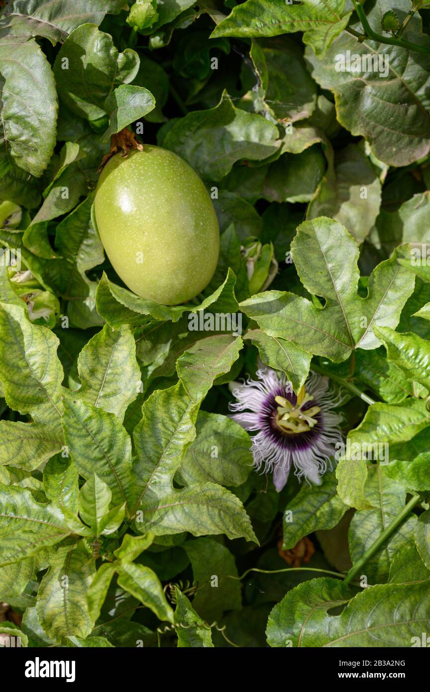 Passoin hi-res stock photography and images - Alamy