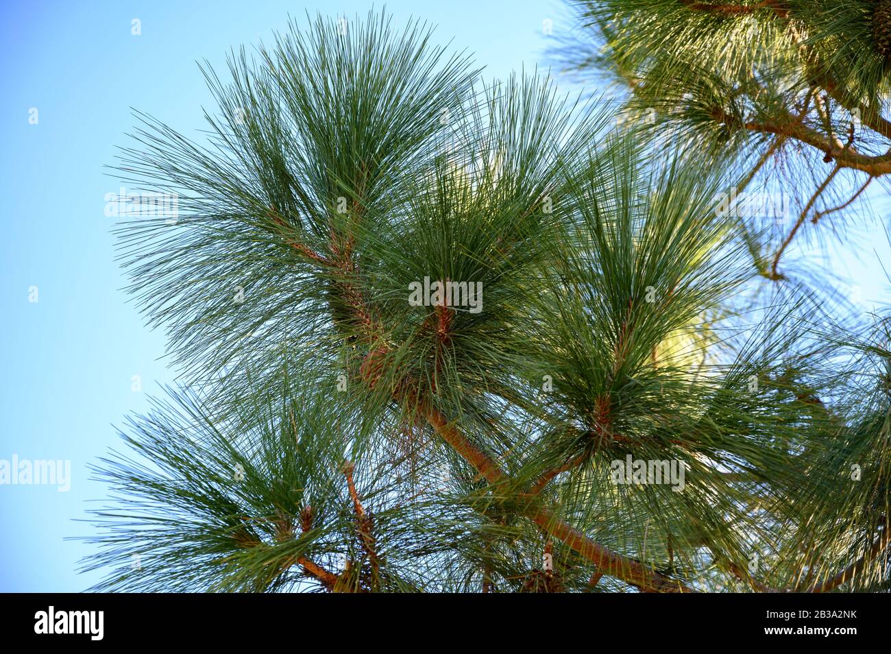 Soft pine tree hi-res stock photography and images - Alamy