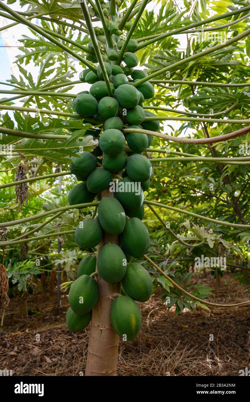 Papaya Tree Indoors