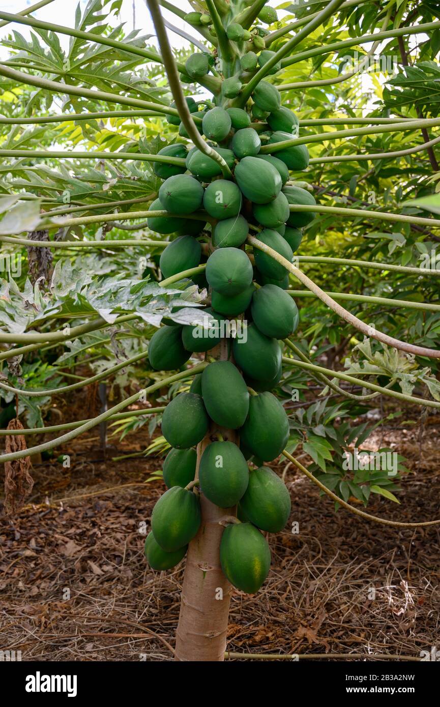 Papaya Tree Indoors