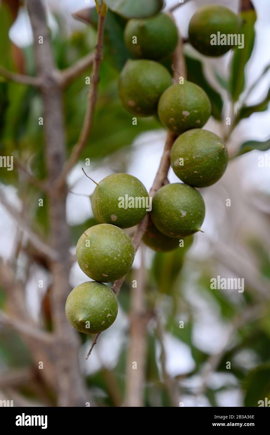Evergreen tropical macadamia free with ripe green nuts in shell ready ...