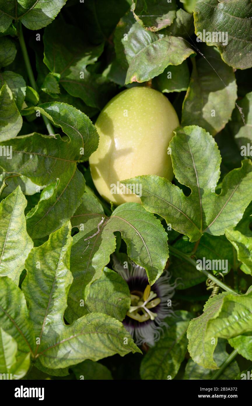Passoin fruit growing on passiflora plant, ingredient for cocktails and ...