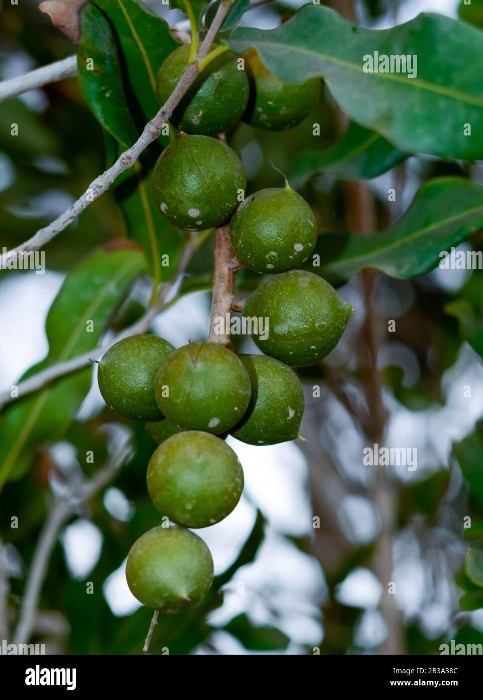 Evergreen tropical macadamia free with ripe green nuts in shell ready ...