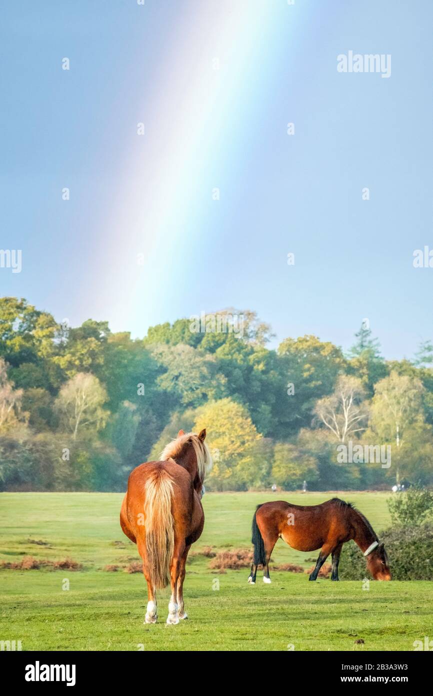 New forest pony and rainbow hi-res stock photography and images - Alamy