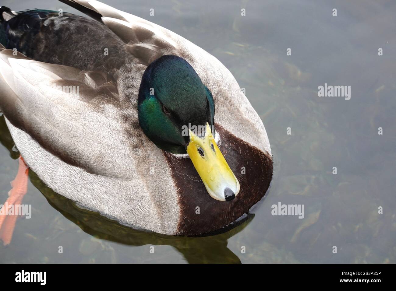 Quacker float duck hi-res stock photography and images - Alamy