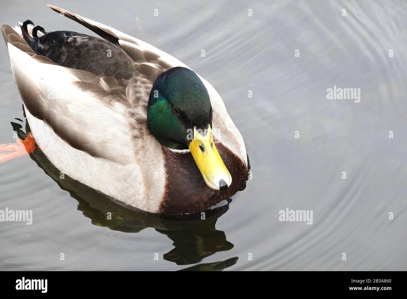 Quacker float duck hi-res stock photography and images - Alamy