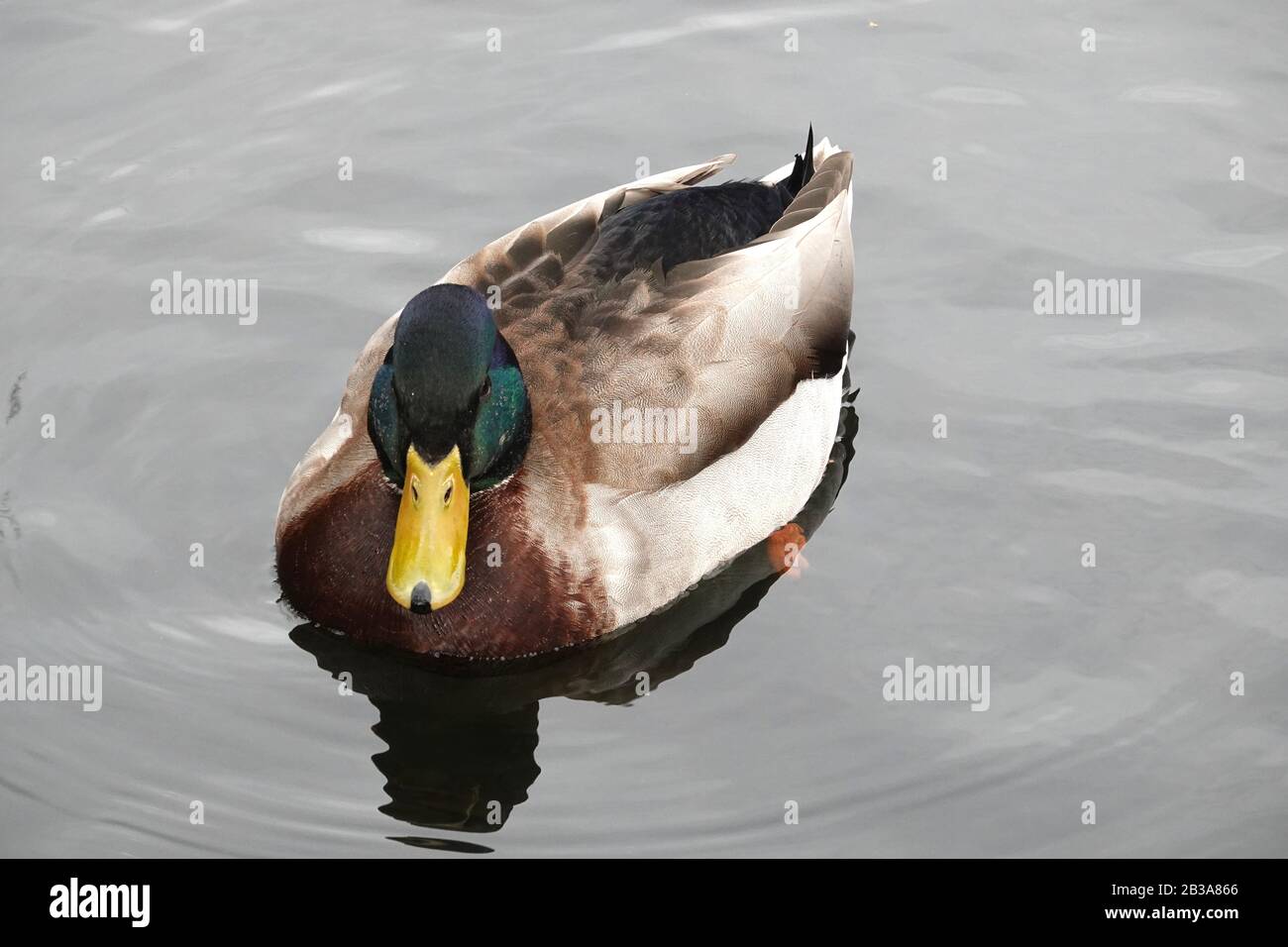 Ipswich, Suffolk - 15 February 2020: Male drake mallard duck afloat on ...