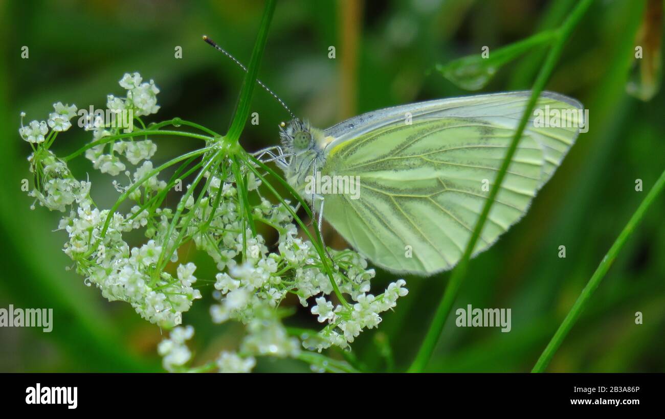 Butterfly water drops hi-res stock photography and images - Alamy