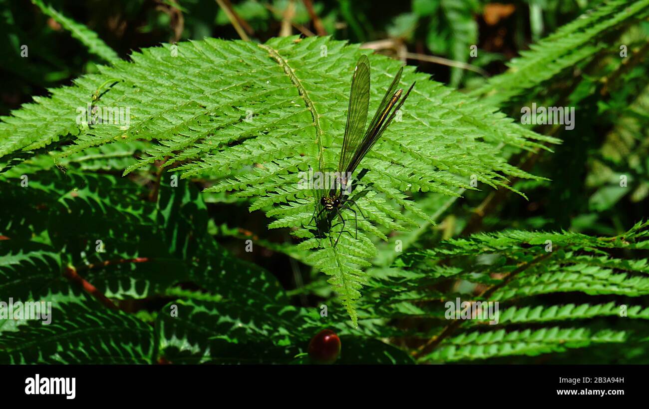 Dragonfly on a fern leaf in the bush Stock Photo - Alamy