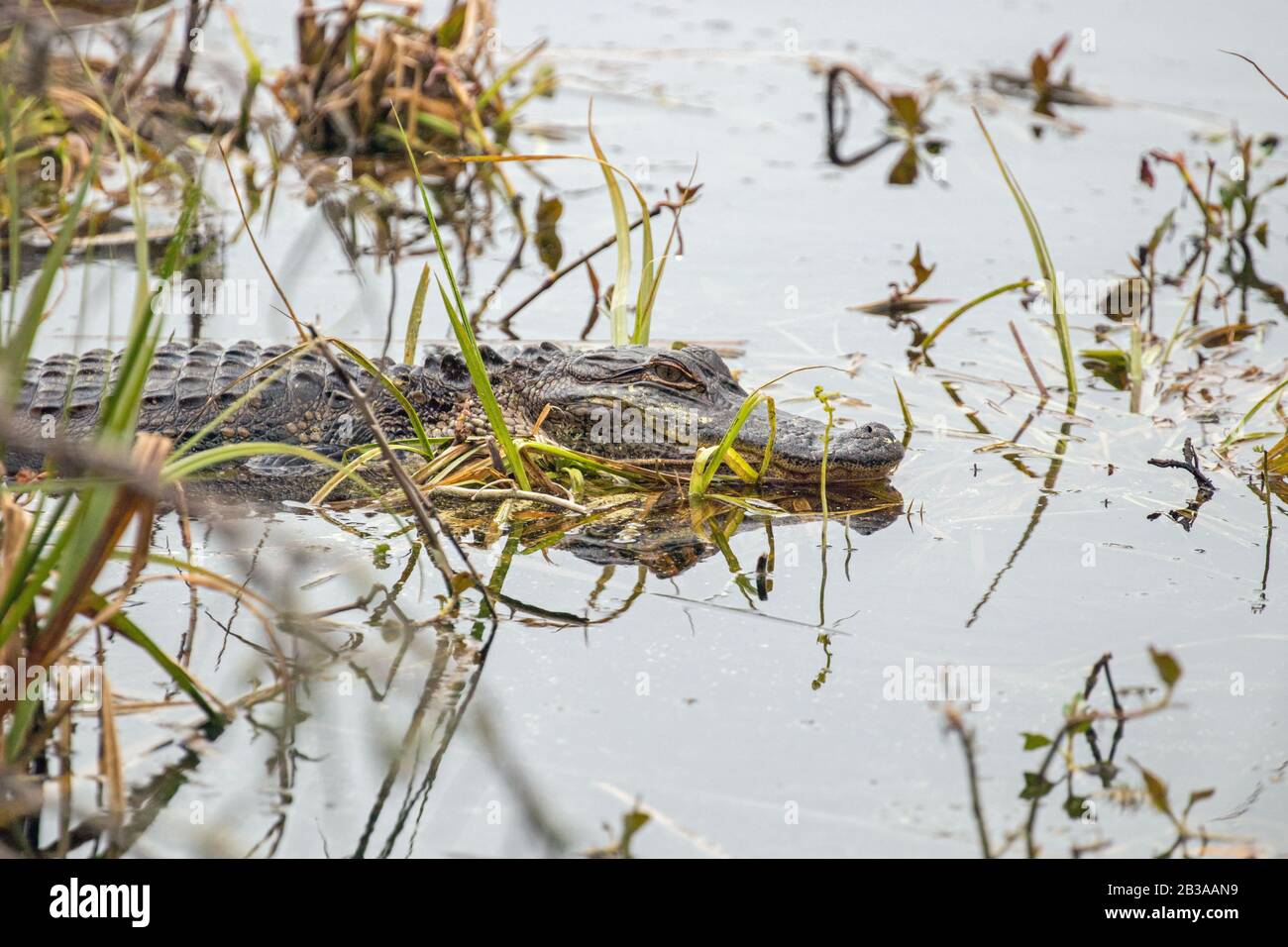 Alligators at Huntington Beach State Park, South Carolina Stock Photo ...