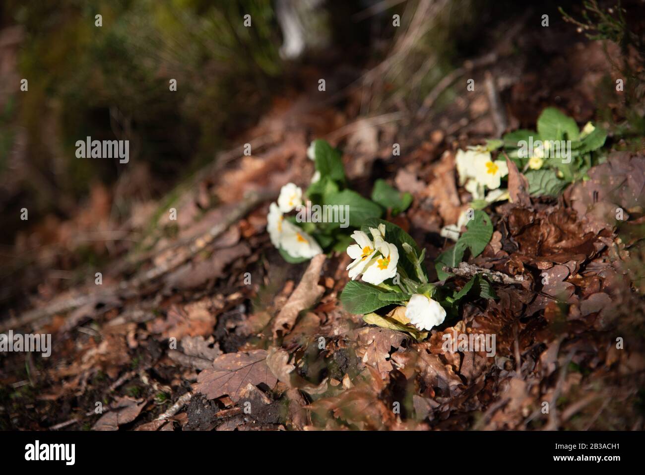 Stirling Landscape Spring High Resolution Stock Photography and Images ...