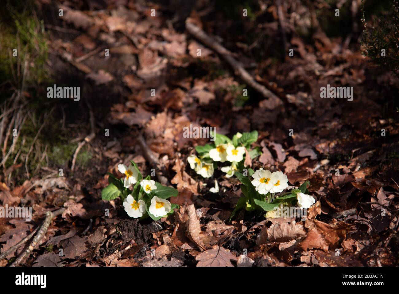 Stirling Landscape Spring High Resolution Stock Photography and Images ...