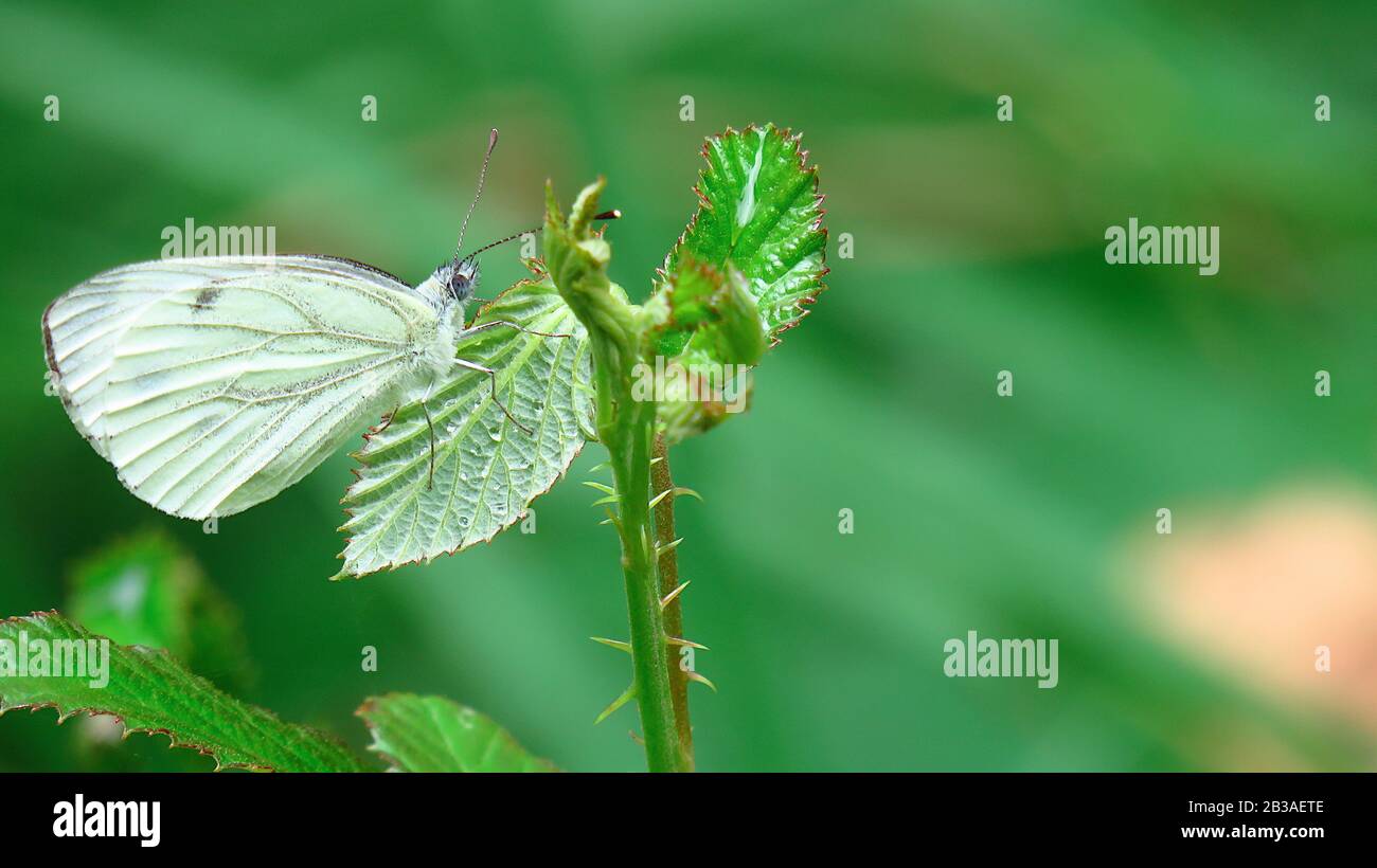 White butterfly on the leaf of a plant in the forest Stock Photo - Alamy