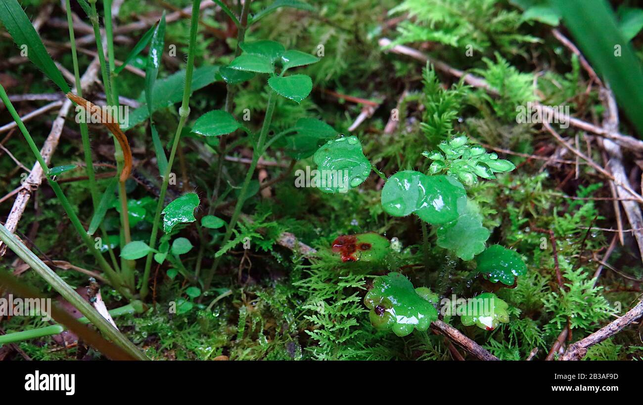 Small plants with morning dew Stock Photo - Alamy