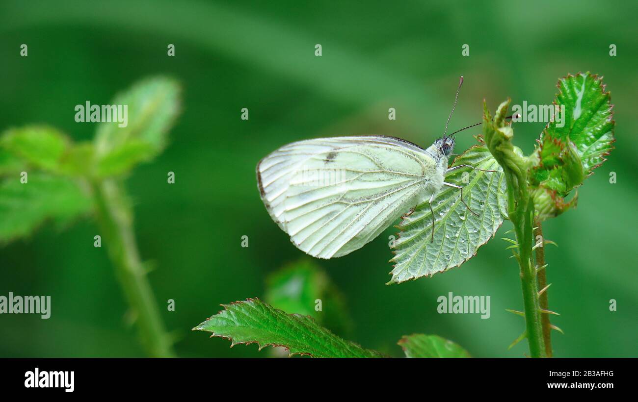 White butterfly on the leaf of a plant in the forest Stock Photo - Alamy